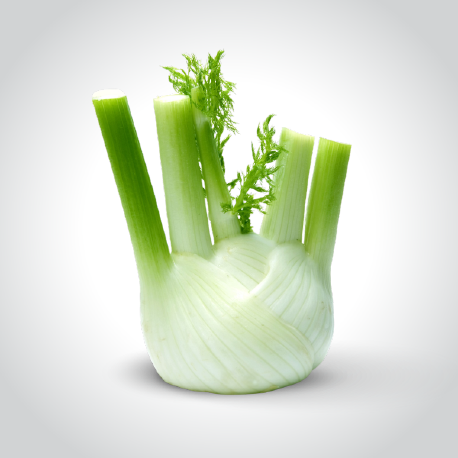 FENNEL HOLLAND | Frenchfood